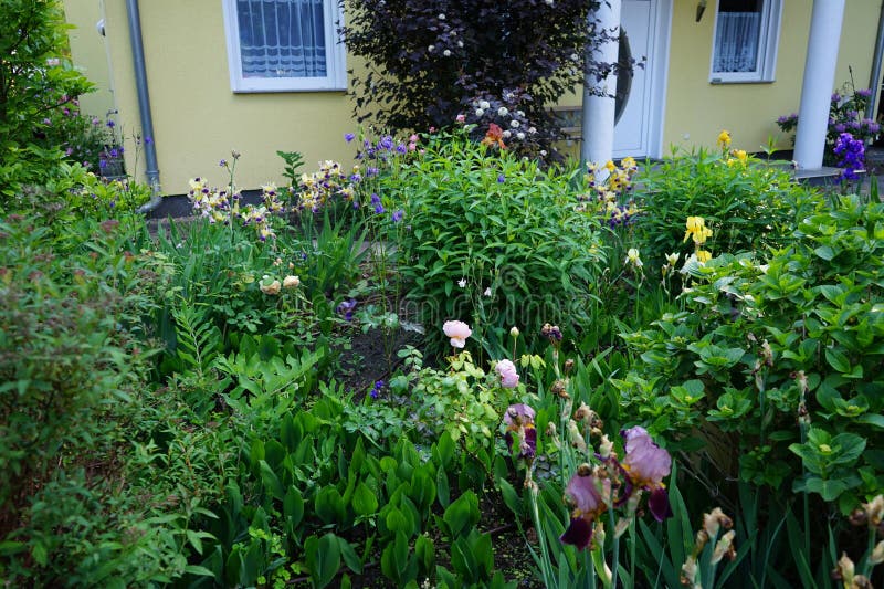 Flower Bed in Front of the House with a Flowering Bush Physocarpus ... Flower Bed in Front of the House with a Flowering Bush Physocarpus ...