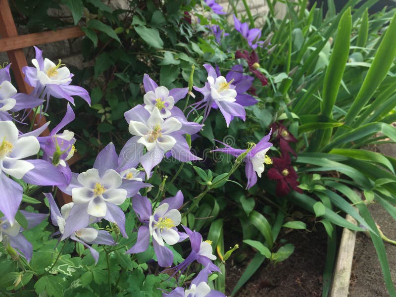 Flower Bed Garden stock photo. Image of beauty, edge - 93136994