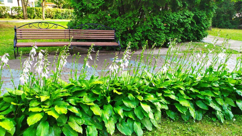 A Flower Bed. the Hosts are Blooming in the Park Stock Image - Image of ...