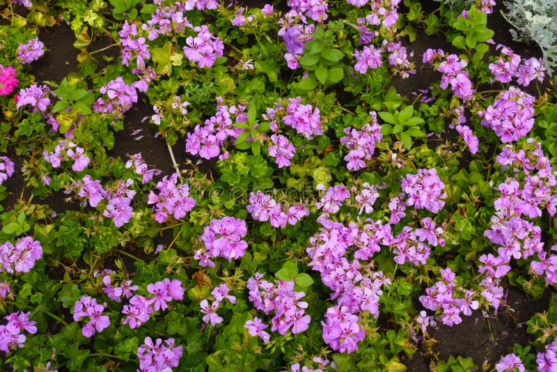 Flower Bed with Pink Ivy-leaved Pelargonium Stock Image - Image of ...