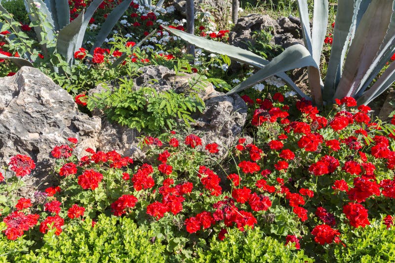 Flower Bed with Red Geranium and Aloe, Turkey Stock Image - Image of ...