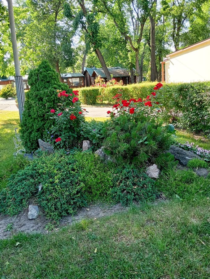 Flower Bed with Red Roses in the Park on a Summer Day Stock Photo ...