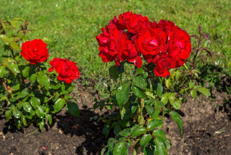Flower bed of red roses stock image. Image of formal - 58988533