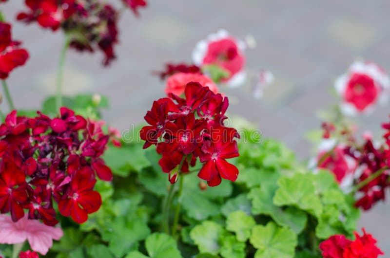 Flower Bed. Red Spring Flowers. Flower Bed. Stock Image - Image of ...