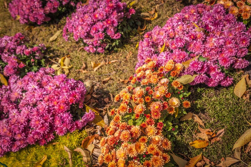 Flower Bed With Shrubs Chrysanthemum Stock Photo - Image of bright ...