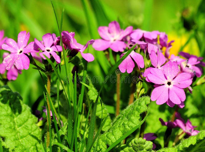 Small Violets in the Meadow Stock Photo - Image of plant, environment ...