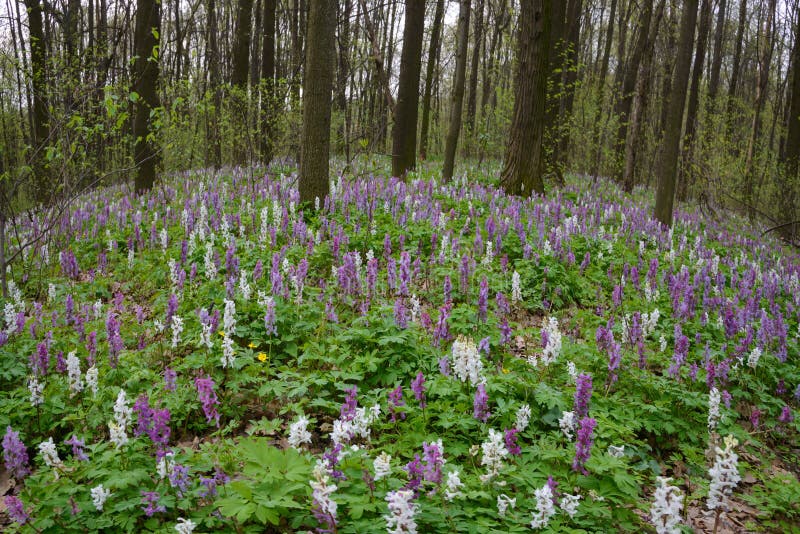 Flower-bed in Spring Forest Stock Image - Image of natural, blossom ...
