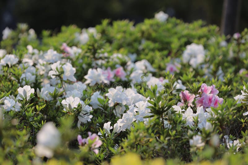 The Flower Bed of White Azalea Blossoms at Park, Hk Stock Image - Image ...