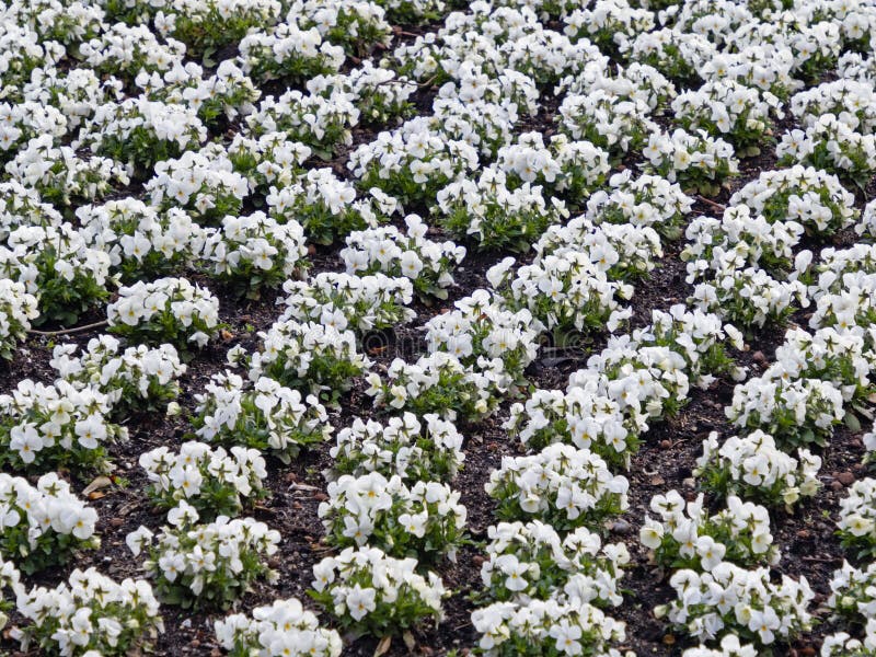 Flower Bed with White Flowering Horned Violets Viola Cornuta Laid Out ...