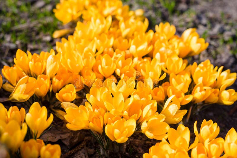 Flower Bed with Yellow Crocuses. Yellow Crocuses Blooming in the Park ...