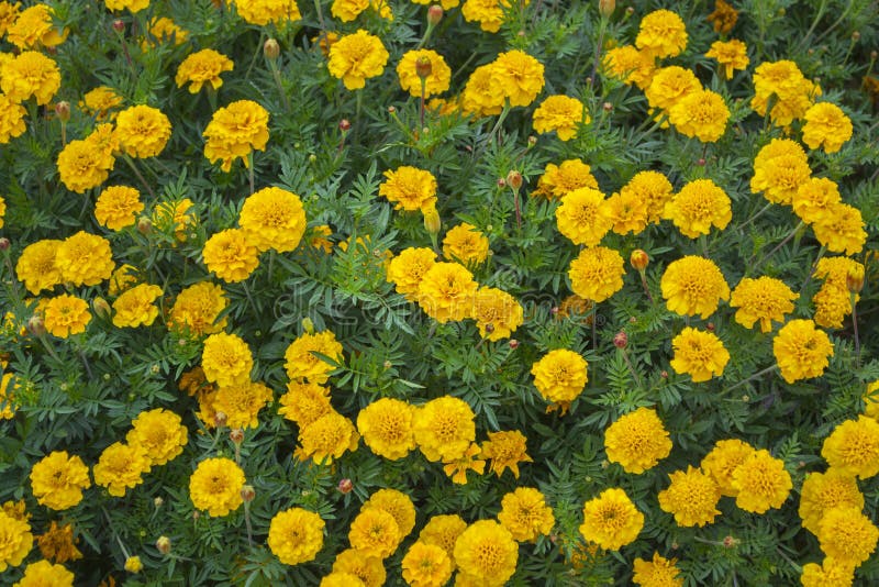 Flower Bed of Yellow Marigolds Stock Image - Image of blossom, tagetes ...