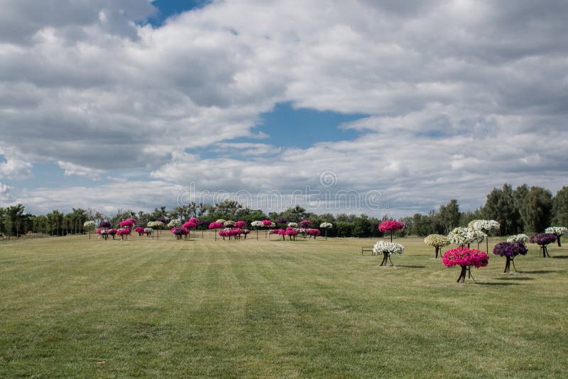 Flower Beds of Beautiful Flowers Planted in Field Stock Image - Image ...