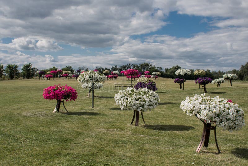 Flower Beds of Beautiful Flowers Planted in Field Stock Image - Image ...