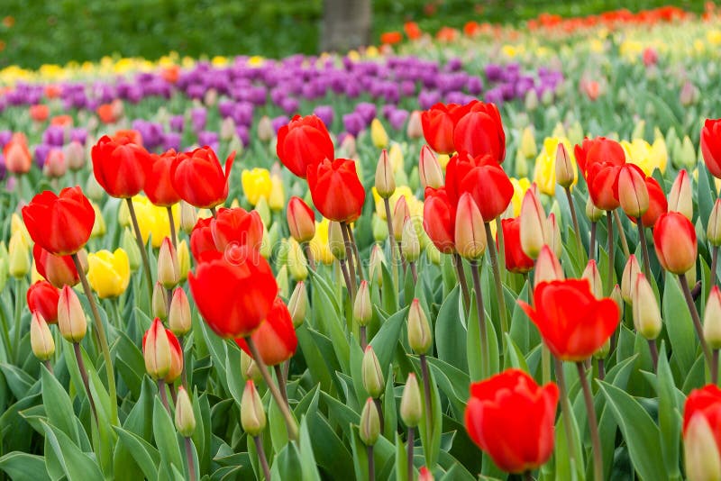 Flower Beds and Fields Sown with Colorful Tulips Stock Photo - Image of ...
