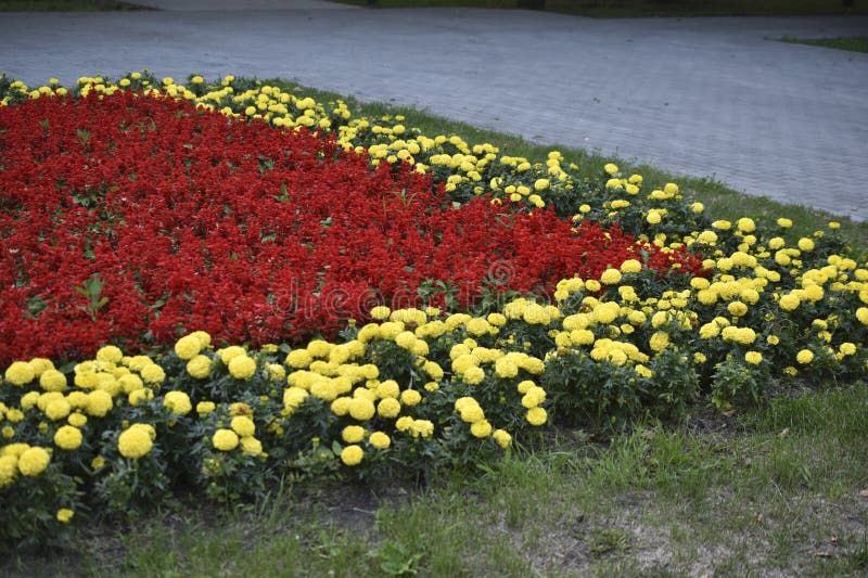 Flower Beds in the Memorial Park. Beautiful Park Flowers Stock Photo ...