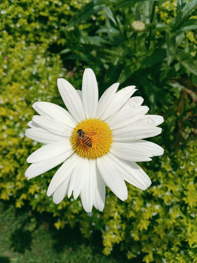 Flower and bee in Bali stock image. Image of flower - 221944739