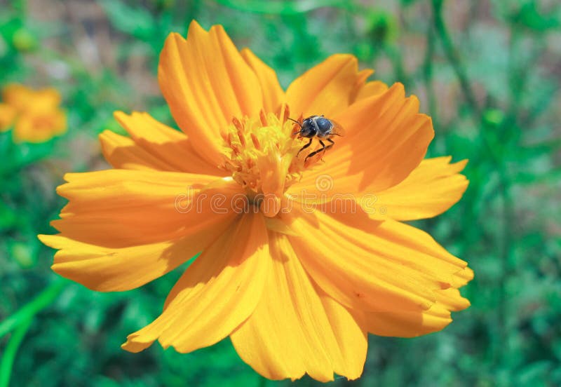 Flower stock image. Image of nectar, animal, symbol, texture - 54950943