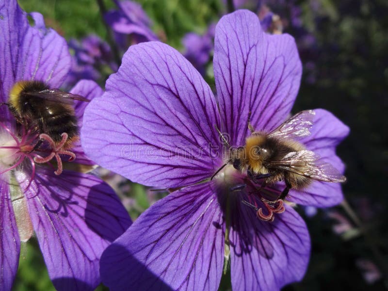Flower, Bee, Honey Bee, Purple Stock Photo - Image of nectar, pollen ...