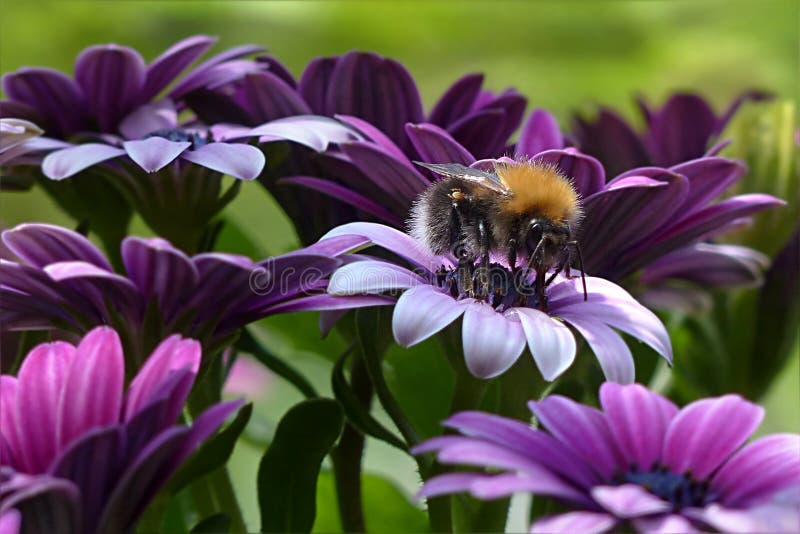 Flower, Bee, Purple, Honey Bee Picture. Image: 100323948