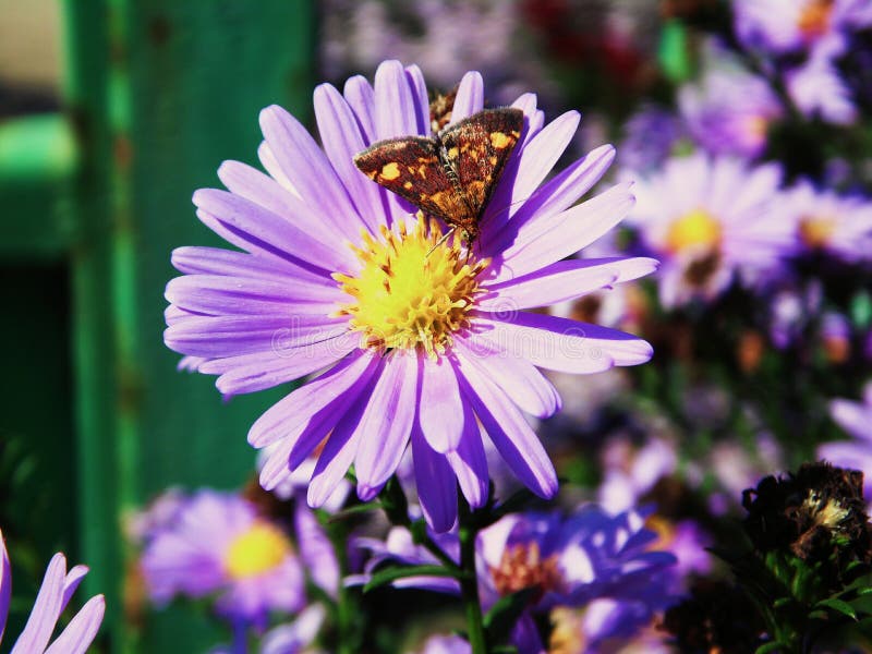 Flower, Bee, Purple, Scented, Butterfly Stock Photo - Image of purple ...