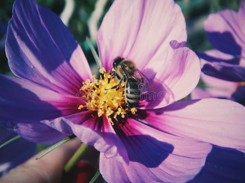Flower, Bee, Purple, Scented Stock Photo - Image of soft, purple: 89367910