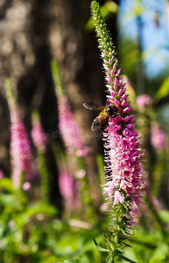 Flower bee swarm stock photo. Image of blossom, drink - 42029646