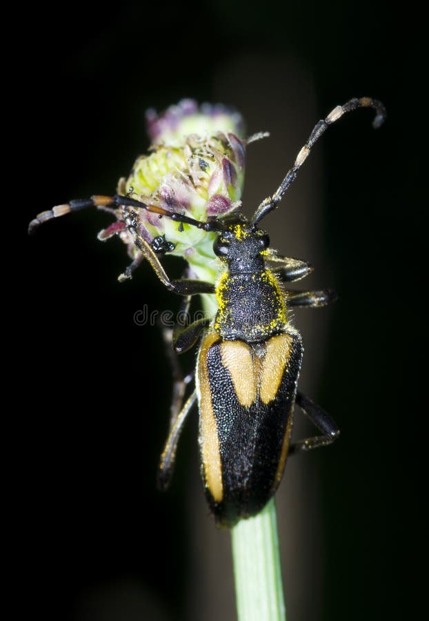 Flower beetle stock photo. Image of beetle, stragulata - 20229082