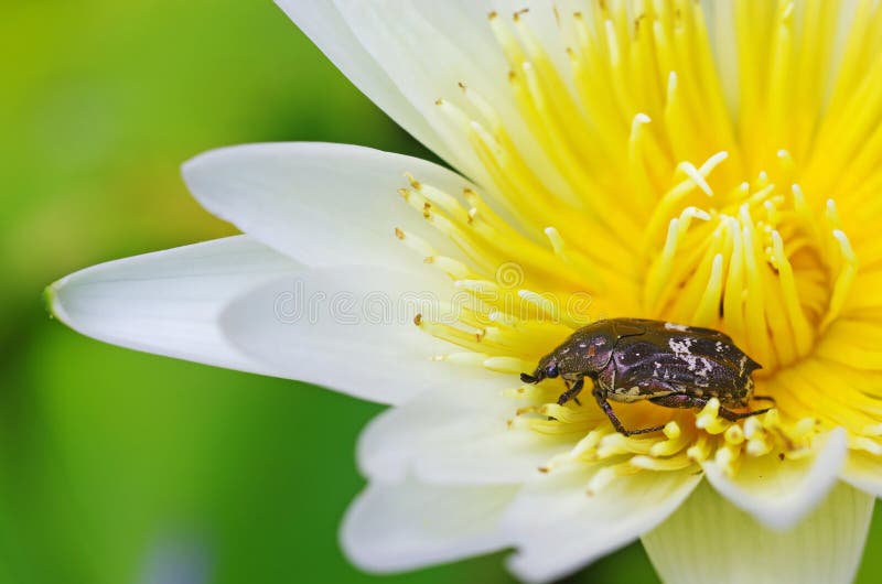 Flower Beetle on the Lotus Flower Stock Image - Image of rain, forest ...