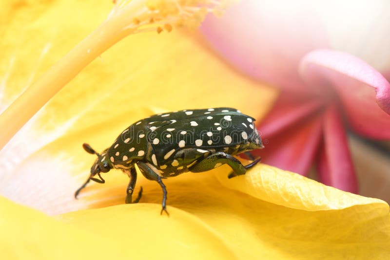 Flower Beetle on Nature Background in Thailand and Southeast Asia ...