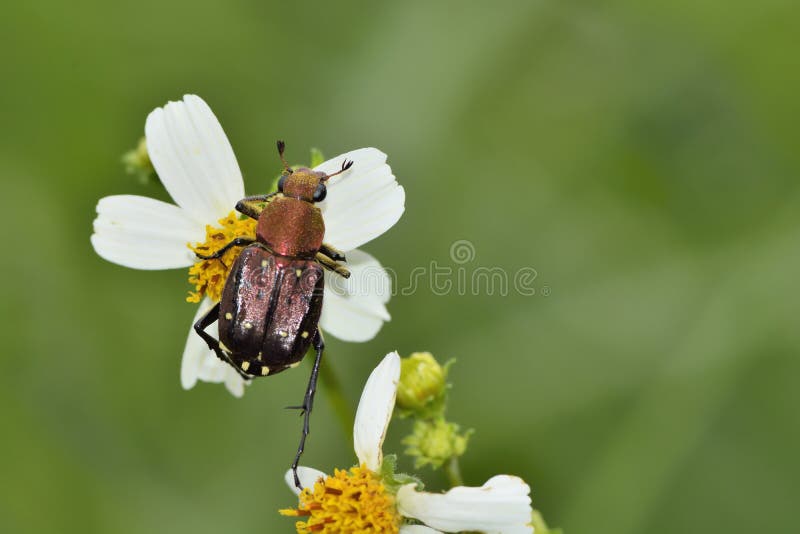 Flower beetles stock photo. Image of black, roll, south - 73571110