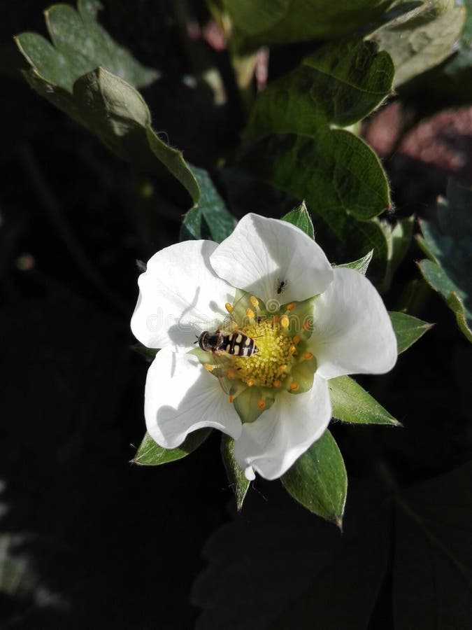 Flower and beez stock image. Image of flower, life, beez - 118656723