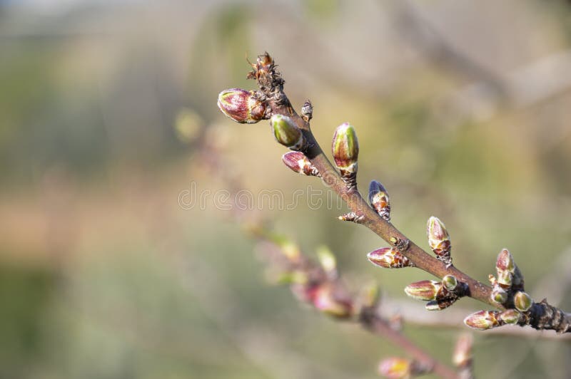 Flower being born stock image. Image of growth, nature - 178062733