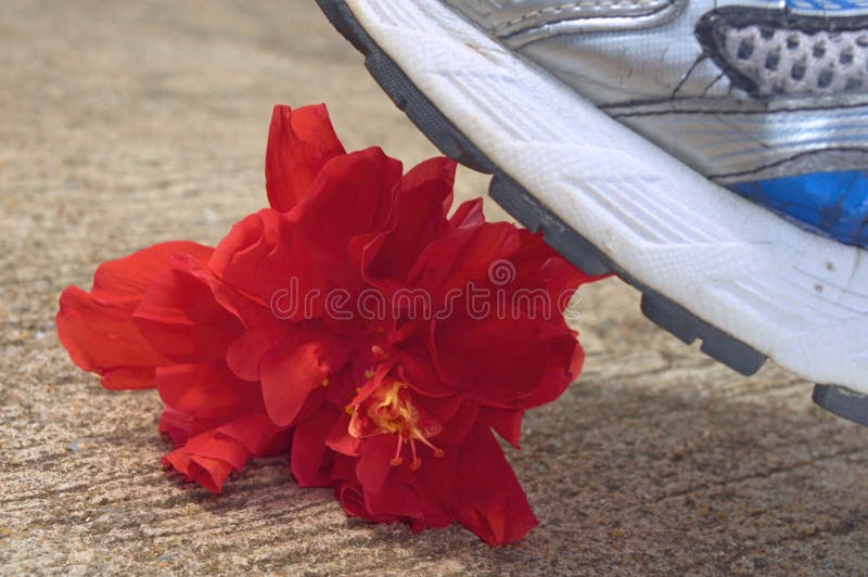 Flower being step on stock photo. Image of close, bright - 42495604