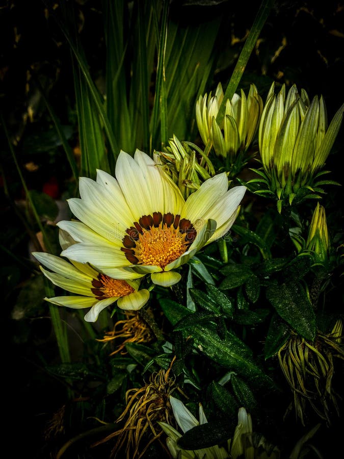 Flower - Being techno stock photo. Image of enviroment - 169748412