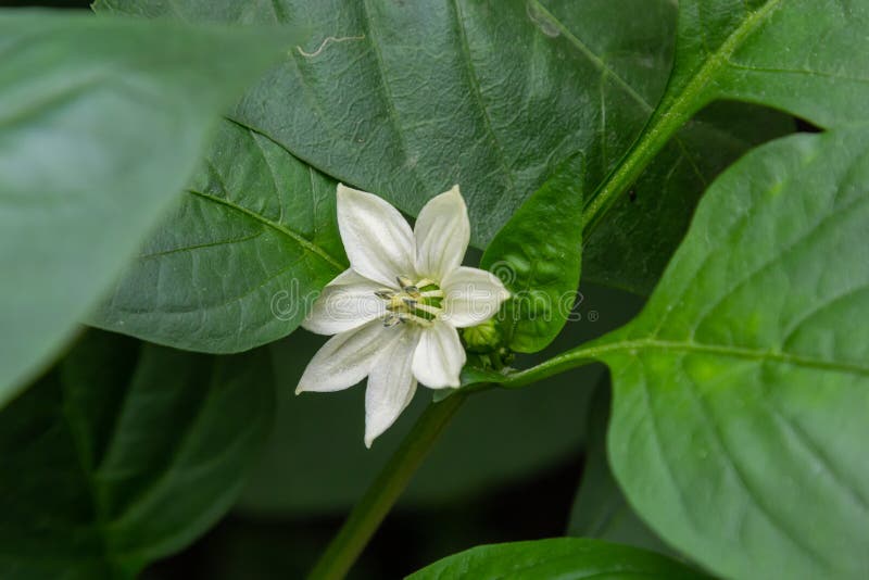 Flower Bell Pepper among Green Leaves in the Garden Stock Image - Image ...