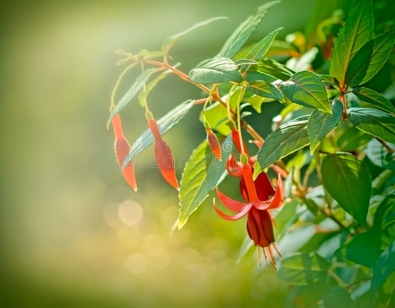 Flower bells stock image. Image of herbal, abundance - 37665771