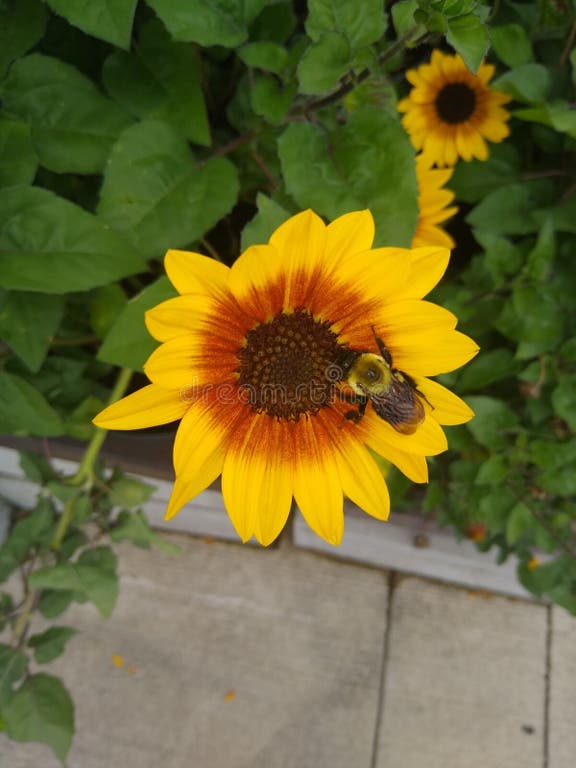 The Flower and the Ber stock image. Image of beauty - 219482343