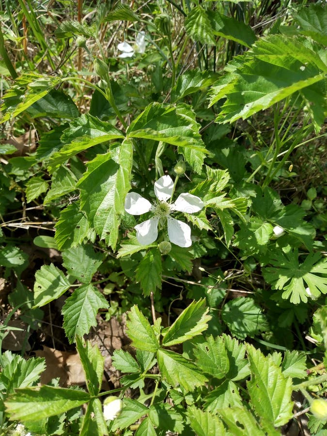 Flower berry plant stock photo. Image of produce, tree - 216818406