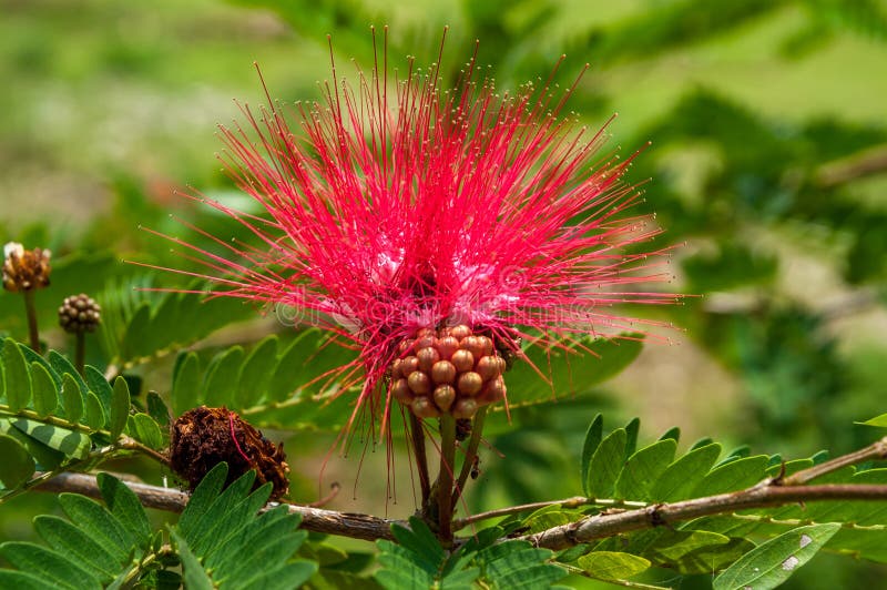 Flower with Berry stock photo. Image of flower, colors - 30777852
