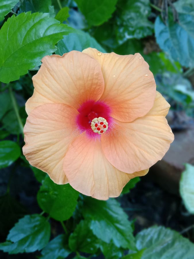 Flower Beutiful Photography Stock Photo - Image of lovely, flower ...