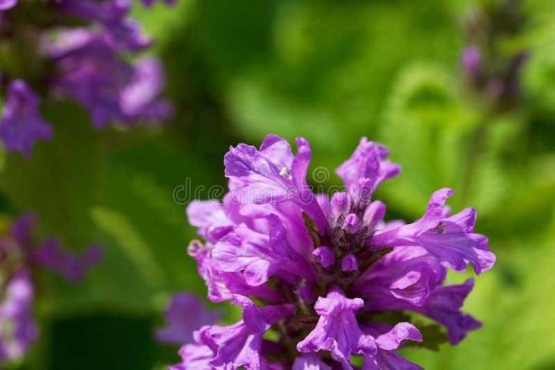Flower of a Big Betony, Betonica Macrantha Stock Image - Image of ...