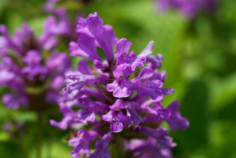 Flower of a Big Betony, Betonica Macrantha Stock Photo - Image of grass ...