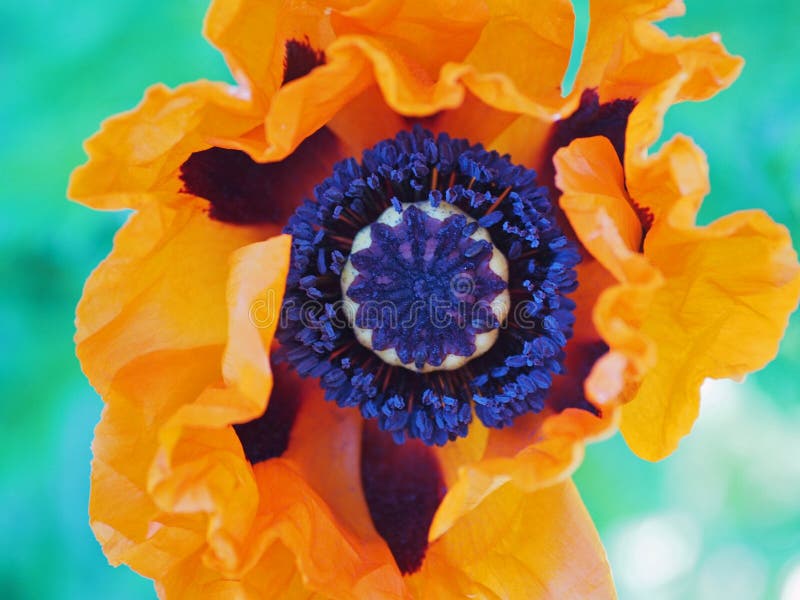 Flower of big garden poppy stock photo. Image of botany - 94014664