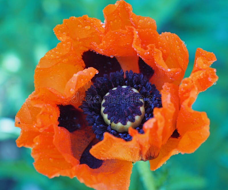 Flower of big garden poppy stock image. Image of vibrant - 94014875