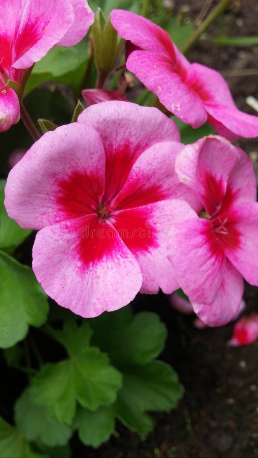 Flower stock photo. Image of garden, pink, flowers, nature - 92138216