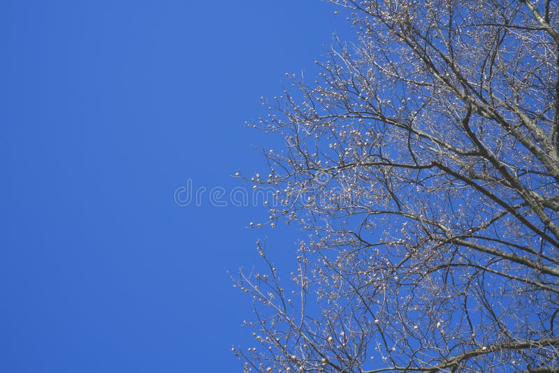 Flower on the Big Tree in Spring of Season Change Tiem with Blue Sky ...