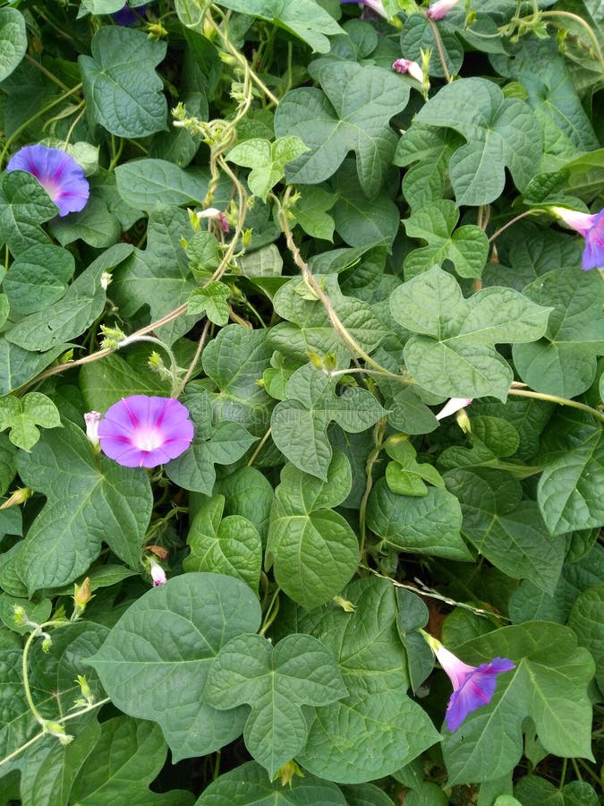 Flower of a Bindweed Purple Stock Photo - Image of green, purple: 193561360
