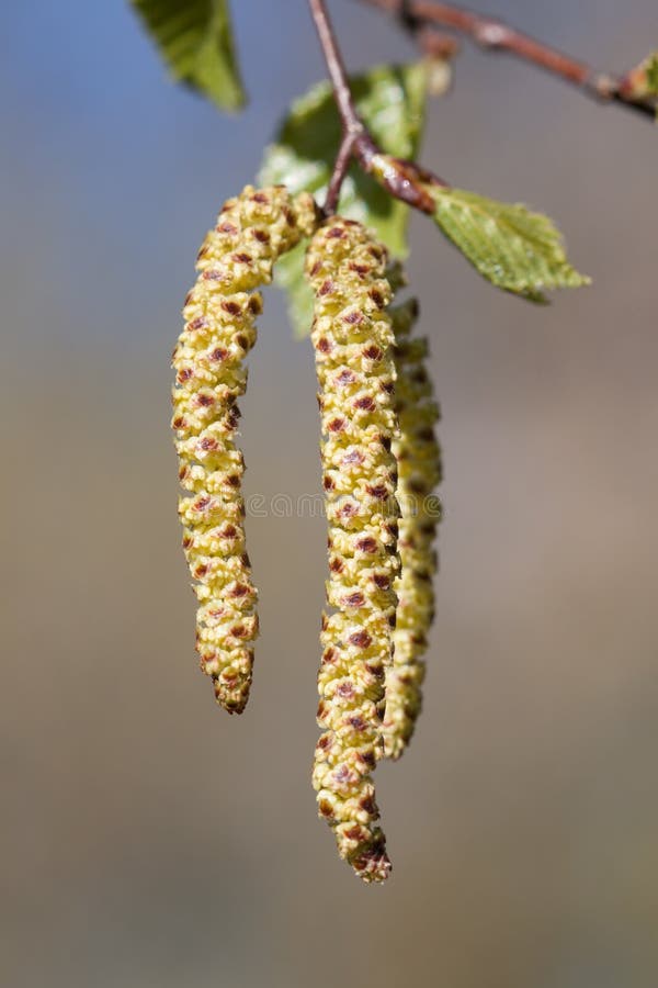 Flower Of A Silver Birch Tree Stock Photo - Image of catkins ...