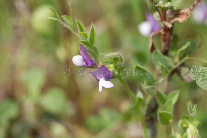 Flower of a Bithynian Vetch, Vicia Bithynica Stock Image - Image of ...