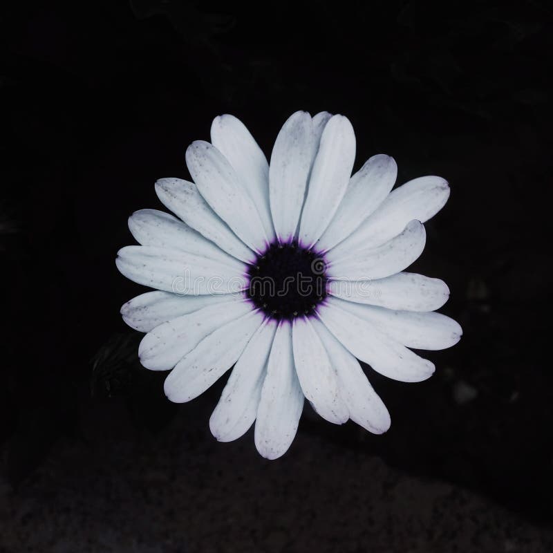 1,225 Sad Purple Flower Photos - Free & Royalty-Free Stock Photos from ...